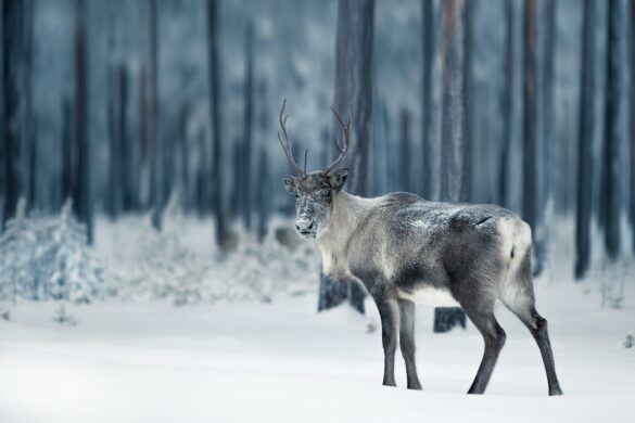 Winter Wonderland : 9 Magical Destinations in Europe - Trovareguide